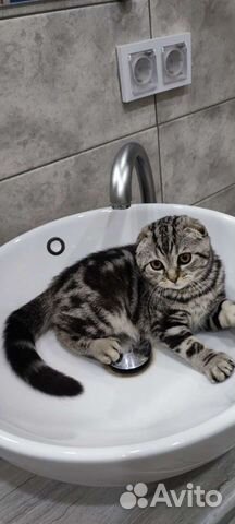 Продам шотландского вислоухого котёнка