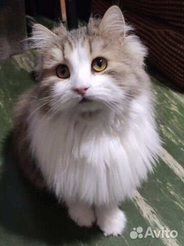 Кот