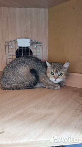 Шотландская кошка в добрые руки