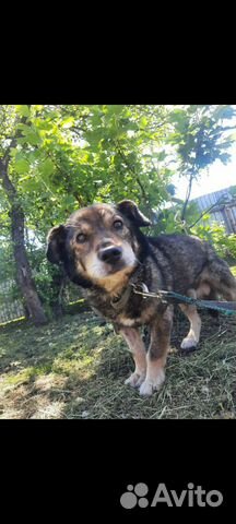 Маленький кобель возможно пенсионер