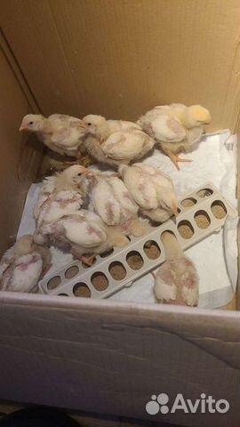 Бройлерные куры