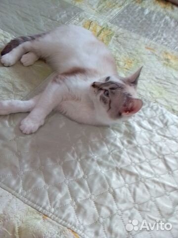 Отдам котят в хорошие руки