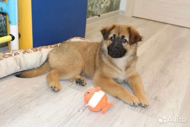 Глаша в дар