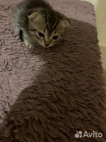 Веслоухий котенок