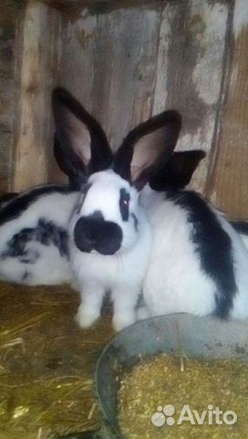 Кролики нпв строкач