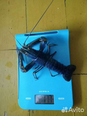 Австралийский рак в ассортименте