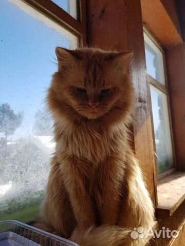 Шикарный котик Арес