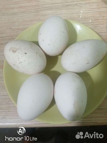 Инкубационное яйцо гусей