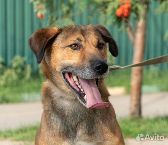 Весёлый, энергичный Рэд в добрые руки
