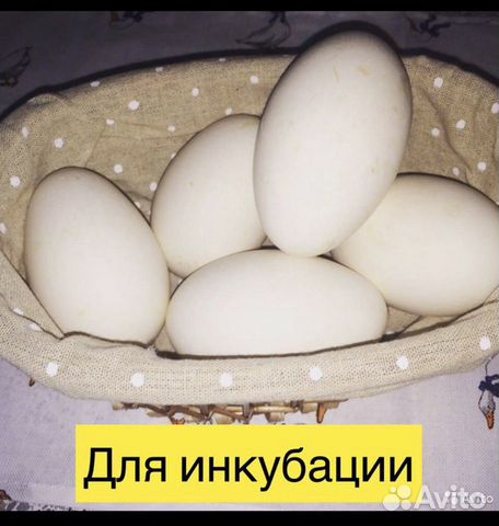 Гусиные яйца породы Линда
