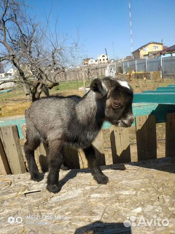 Альпийские козы и козлы