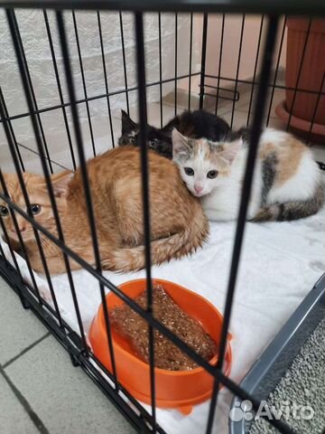 Котята в добрые руки