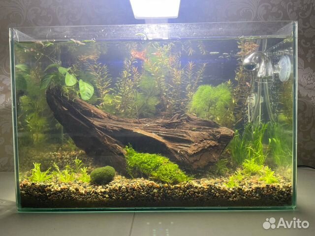 Аквариум с рыбками бесплатно