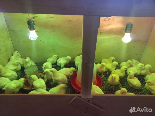 Цыплята бройлеры Кобб 500