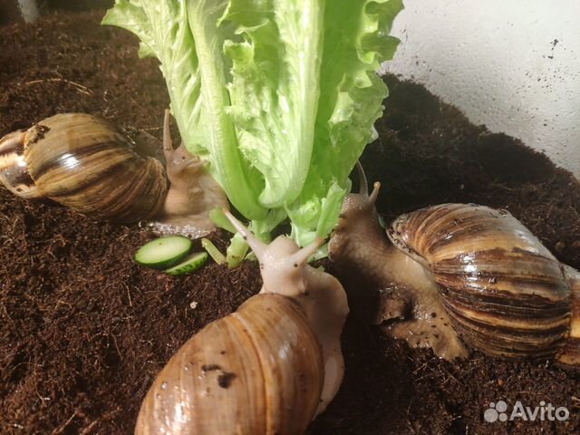 Взрослые улитки ахатины ищут новый дом