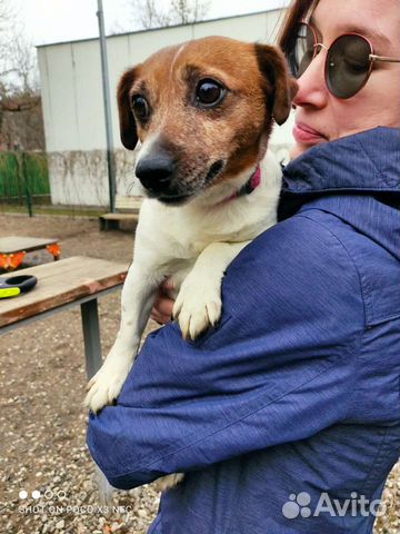 Джек Рассел терьер