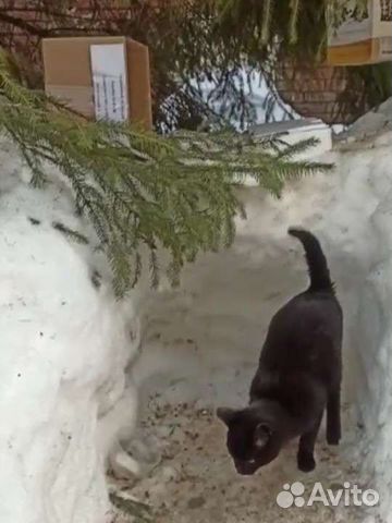 Его просто оставили под елкой в коробке