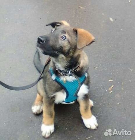 Умный и ласковый Рэм ищет дом