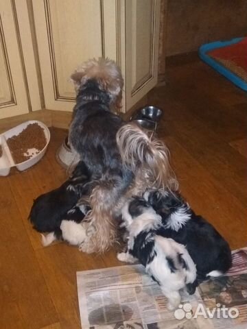 Биверы резервирование