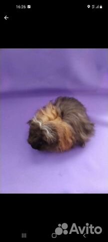 Морская свинка