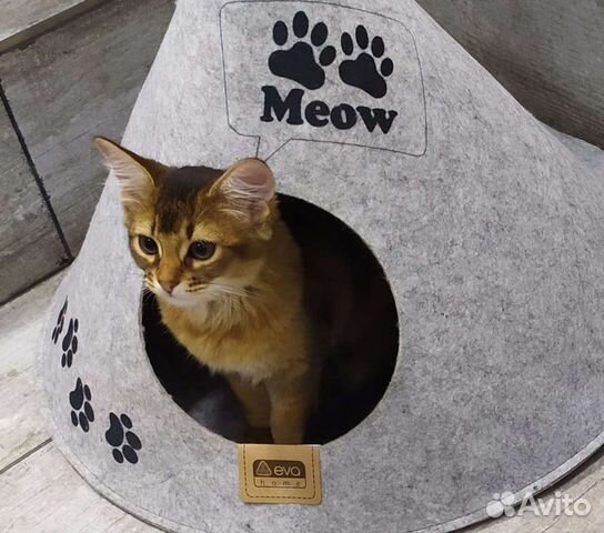 Сомалийская кошка