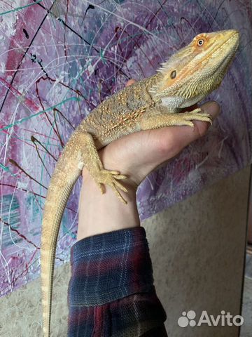 Бородатая Агама с террариумом