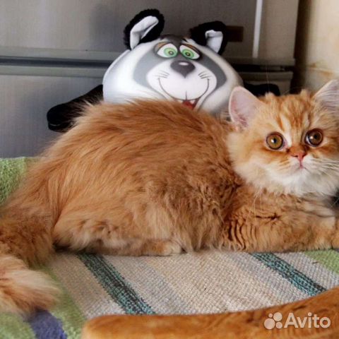 Кукольный красный тикированный котик