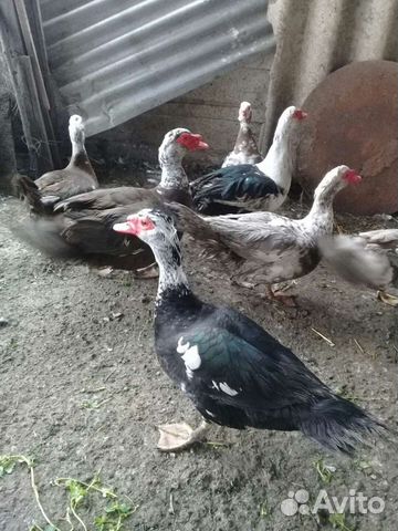 Утки мускусные селезень