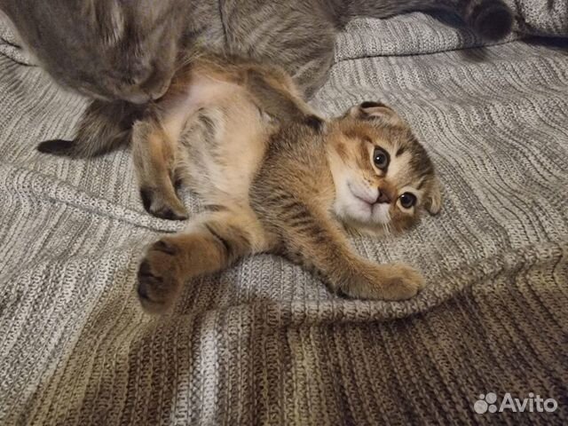 Шотландская кошечка (скоттиш фолд)