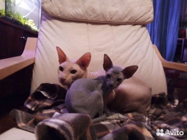 Отдам в хорошие руки кота петербургский сфинкс