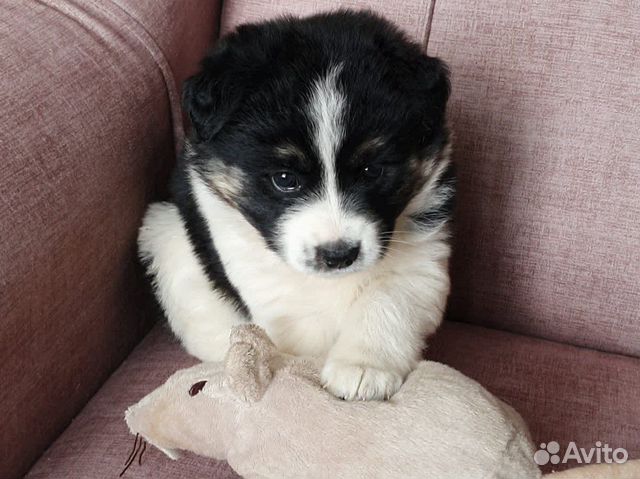 Буся ищет дом