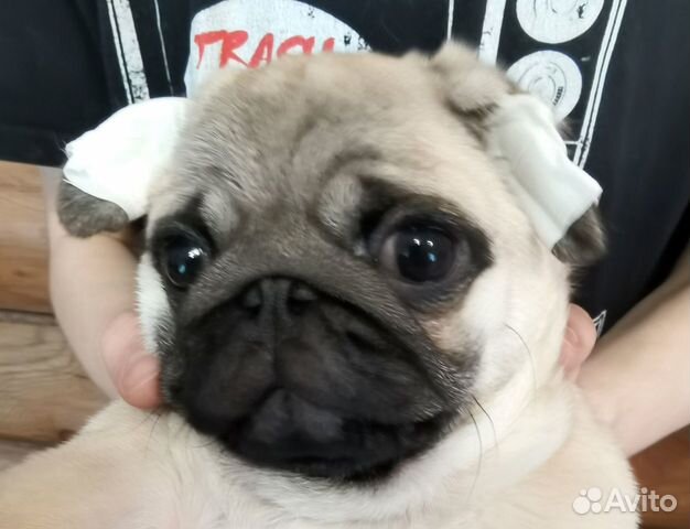 Очень светлый мальчик мопса