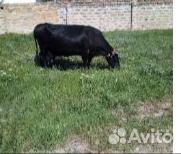 Корова стельная дойная