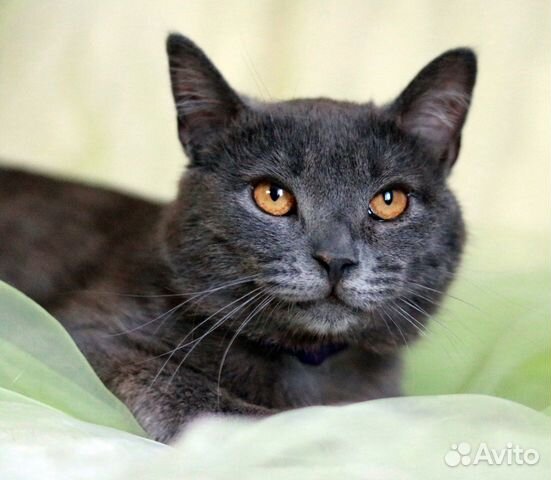 Мышонок из приюта ищет дом