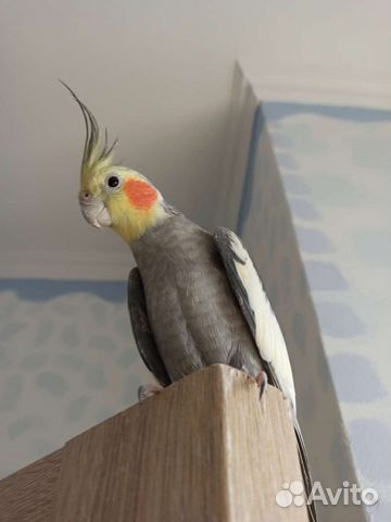 Попугай корелла мальчик