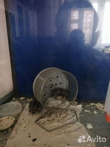 Хомяки джунгарские