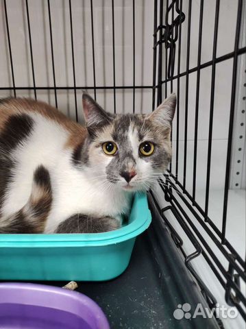 Красотка-ласкуша в добрые руки