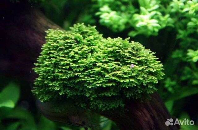 Riccardia Chamedryfolia Coral Moss Кораловый мох