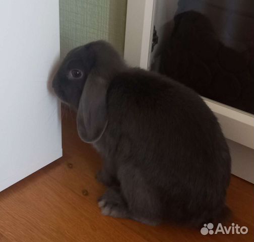 Декоративный кролик