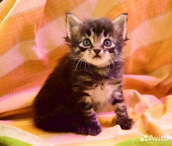Котенок полосатая девочка