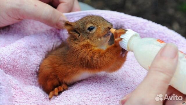 Бельчата алтайской телеутки