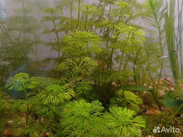 Кабомба. Аквариумные растения. Прополка