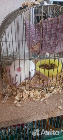 Крыса дамбо