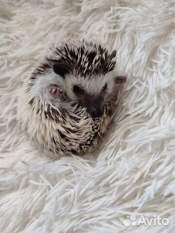 Декоративный африканский ëжик