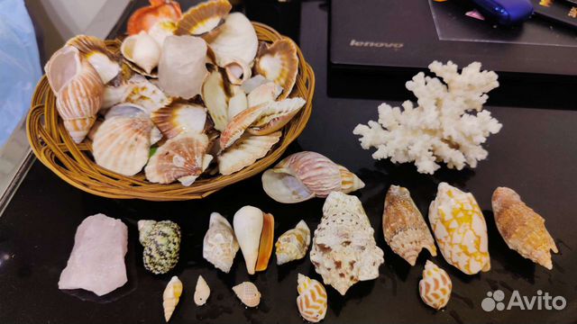 Набор морских раковин, ракушки