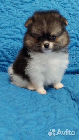 Девочка шпица