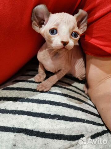 Котята Эльфы