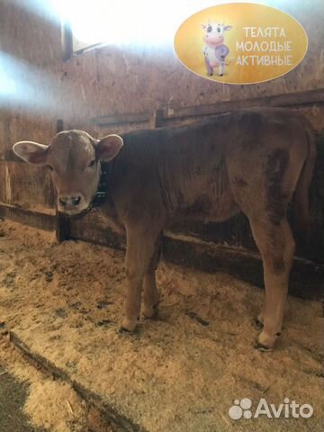 Телята телочки бычки доставка