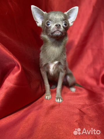 Чихуахуа Девочка мини