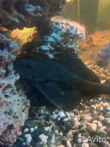 Аквариумная рыбка сомик Птеригоплихт